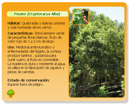 PEUMO (ENDÉMICO) – Colina: Paisaje e Historia