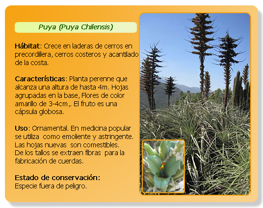 PUYA (ENDEMICA) – Colina: Paisaje e Historia