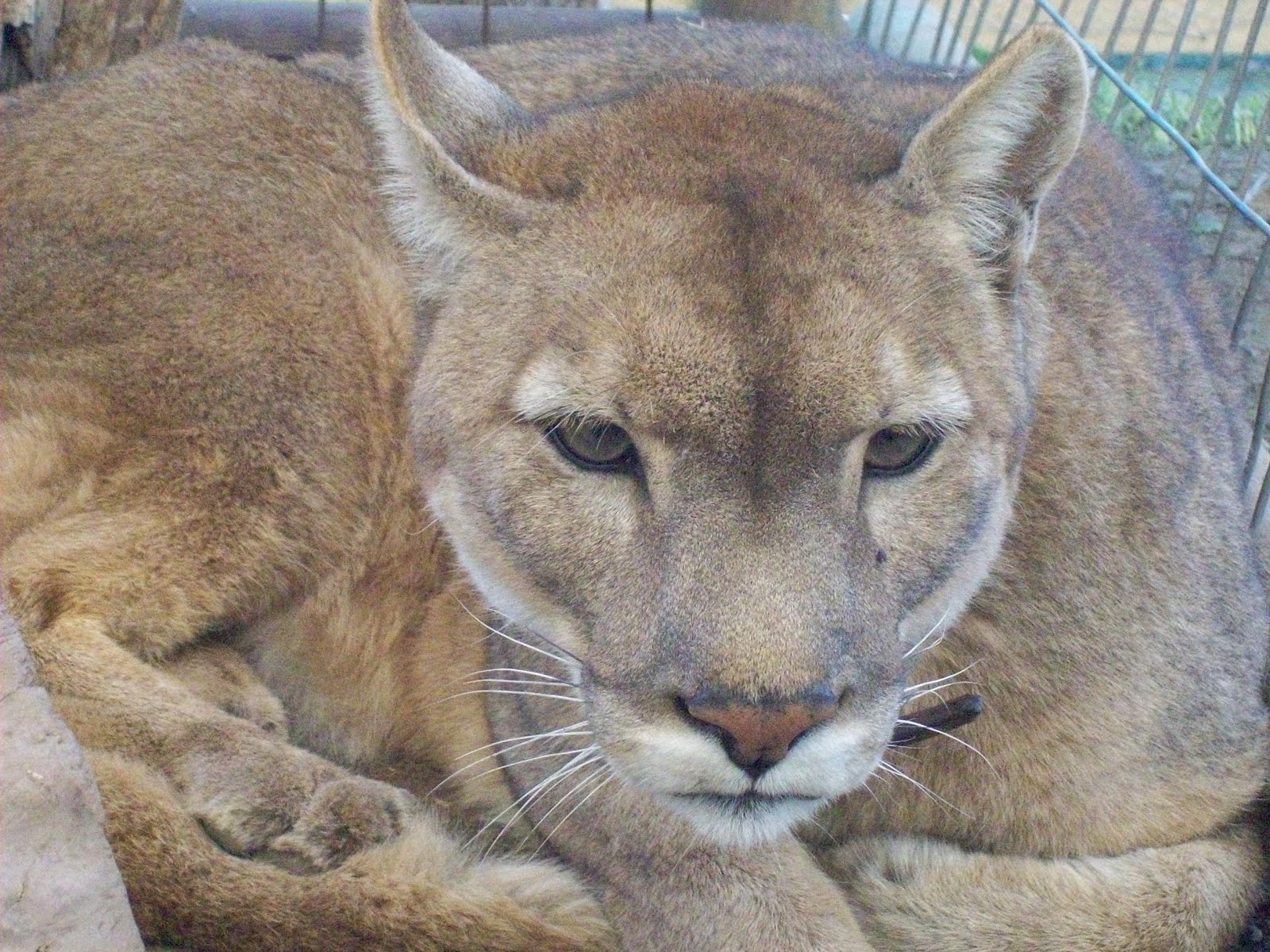 Puma – Colina: Paisaje e Historia